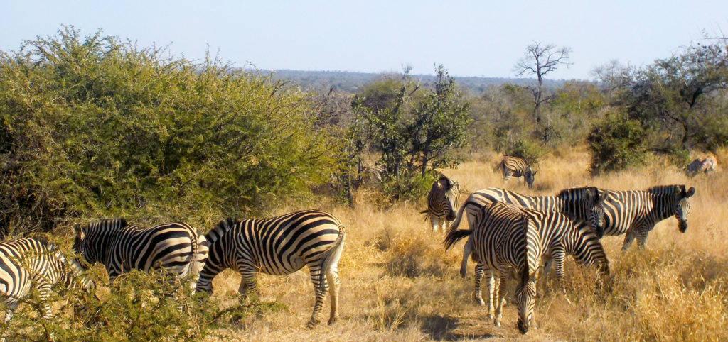 Amazing safari in the Kruger National Park - Marshmallow Travels
